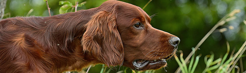 Herzlich Willkommen beim Verein für Pointer und Setter e.V. - www ...