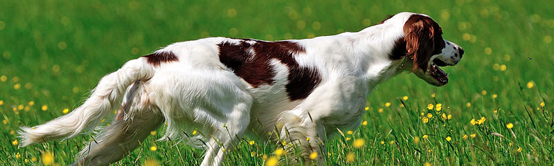 Herzlich Willkommen beim Verein für Pointer und Setter e.V. - www ...